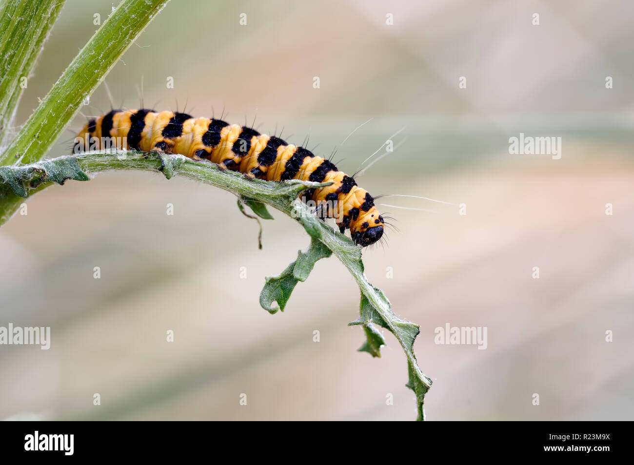 Larva de invertebrados Banque de photographies et d’images à haute ...