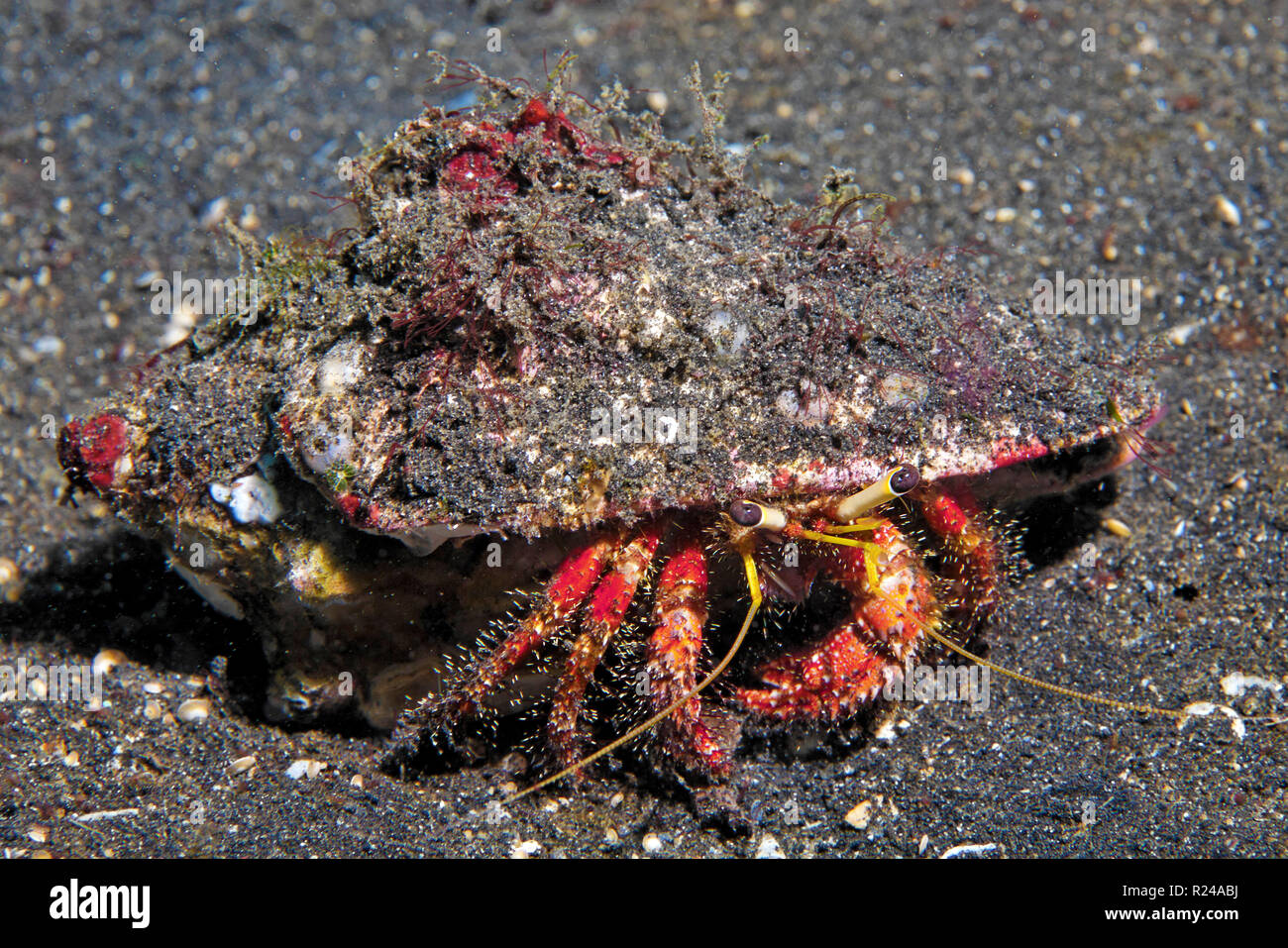 Crabe ermite rouge poilu Banque de photographies et d’images à haute ...