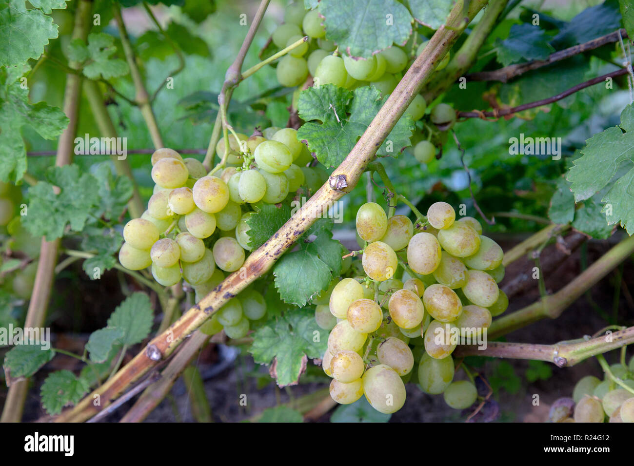 Grappes de baies vertes et jaunes des raisins sur la branche avec des ...