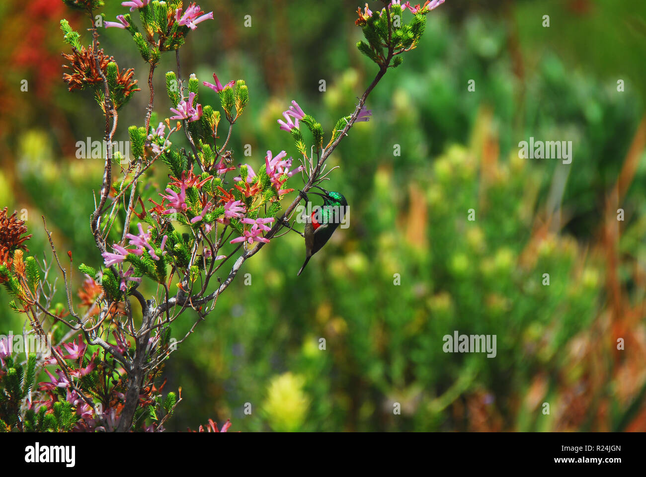 Jardins botaniques harold porter Banque de photographies et d’images à ...