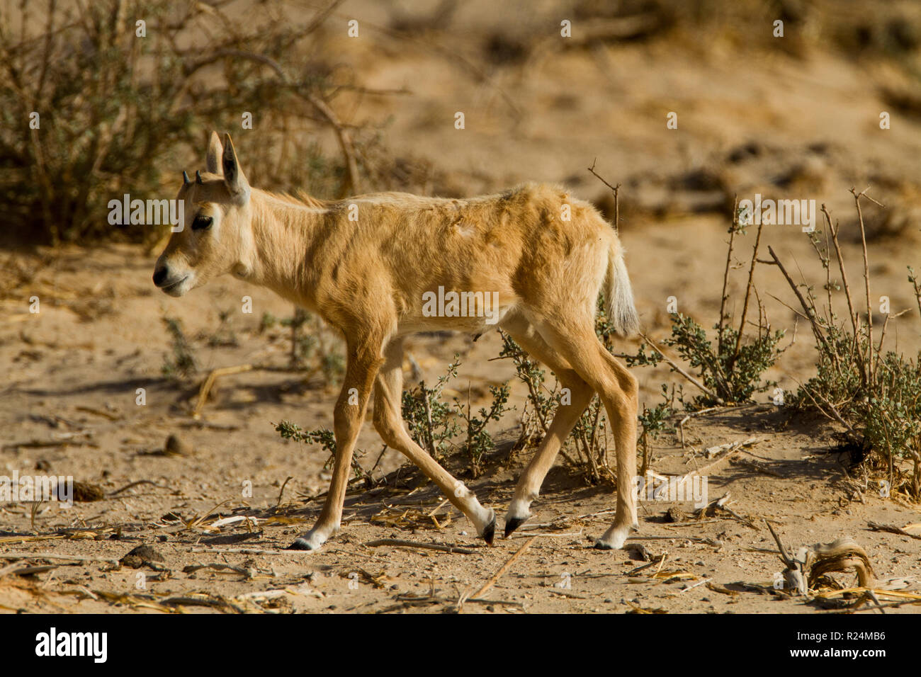 Oryx blanc Banque de photographies et d’images à haute résolution - Alamy