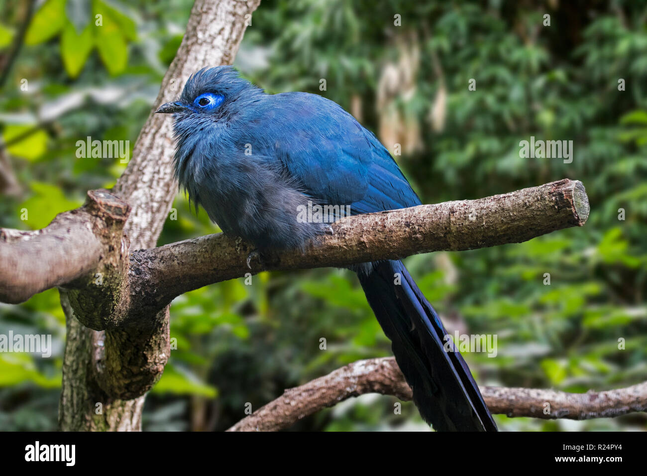 Blue coua Coua caerulea) (perché dans l'arbre, espèce de endémique à ...