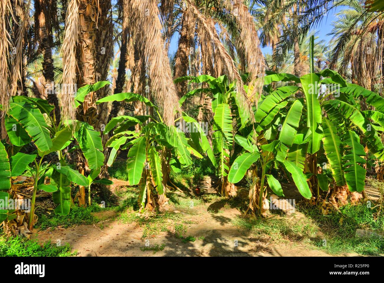 Bananiers dans les jungles de Tamerza oasis, désert du Sahara, Afrique ...