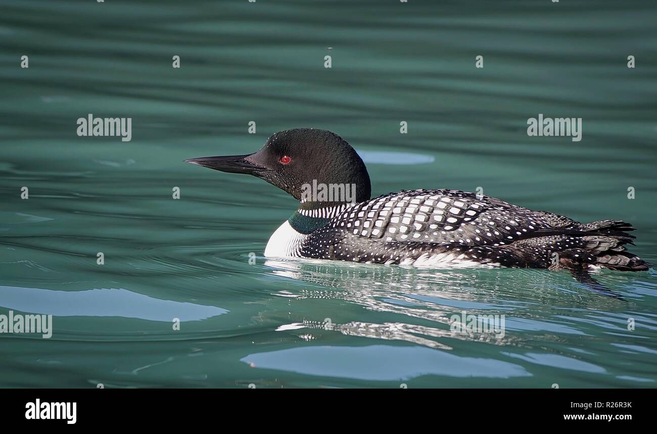Plongeon huard bel oiseau Banque de photographies et d’images à haute ...