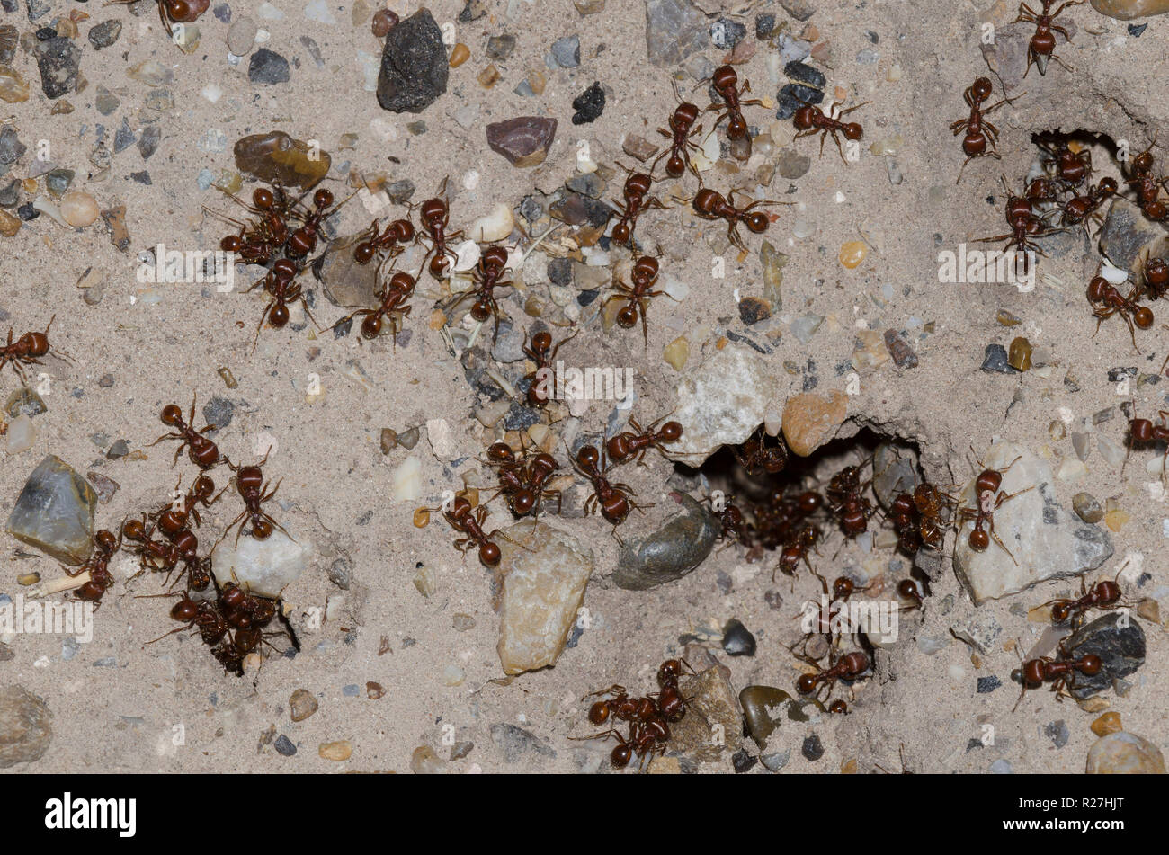 Fourmis moissonneuses rouges Banque de photographies et d’images à ...