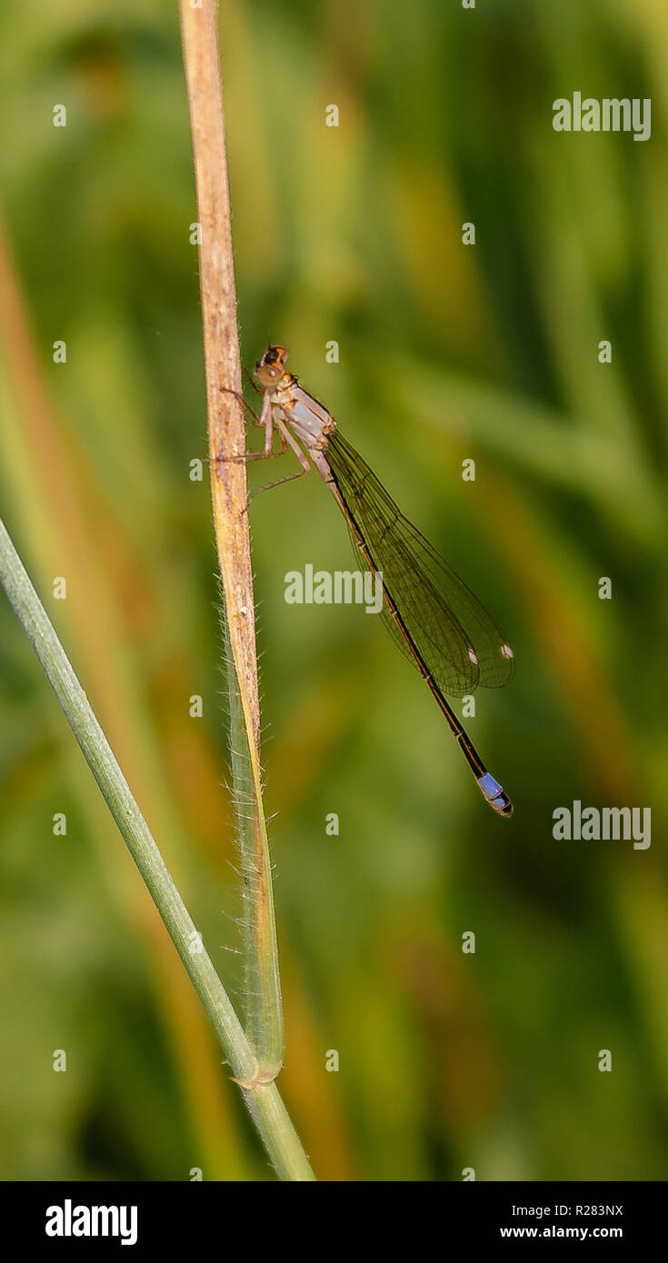 Insecte brun volant Banque de photographies et d’images à haute ...