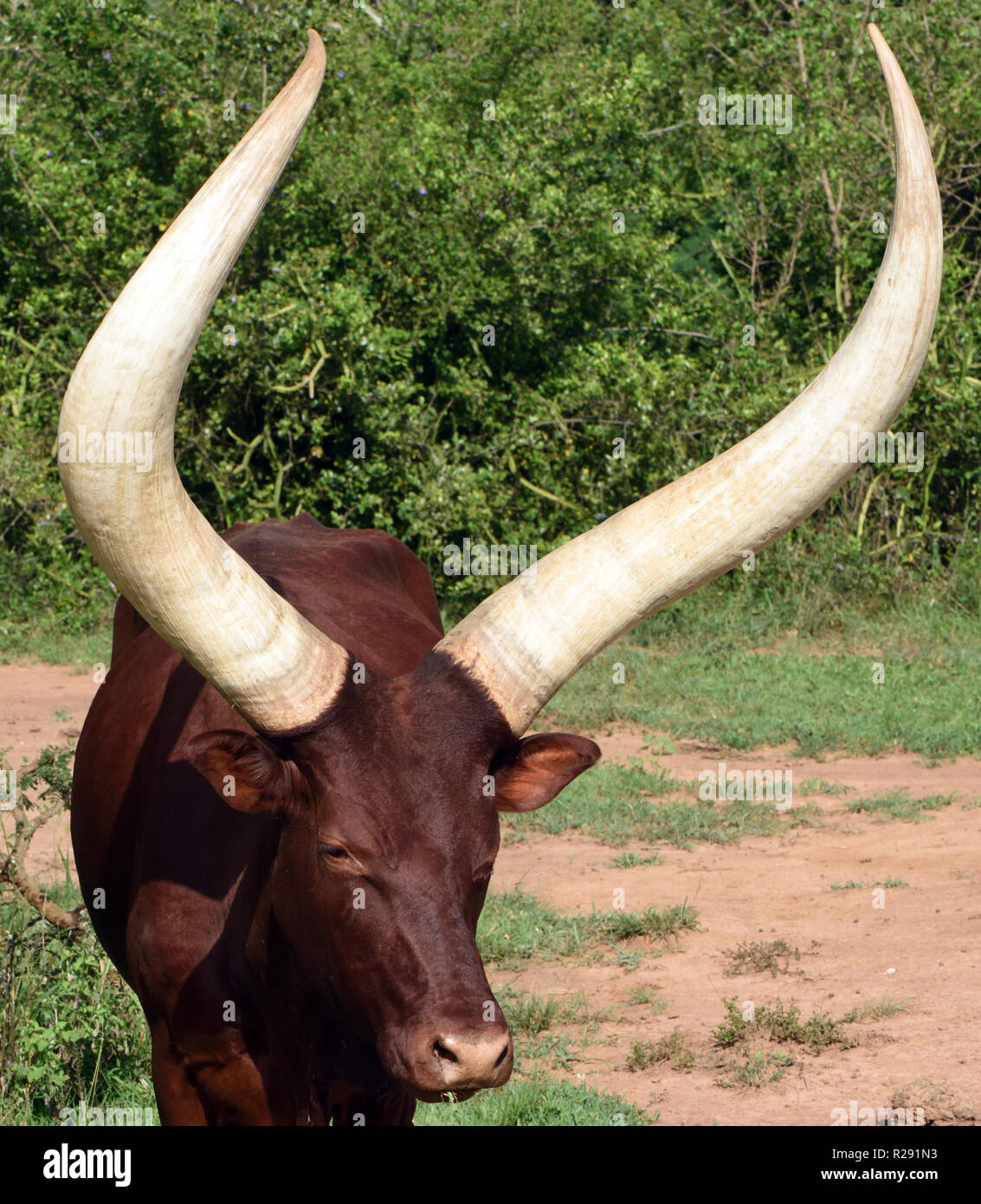 Cornes énormes Sanga les bovins sont conservés pour la viande et le ...