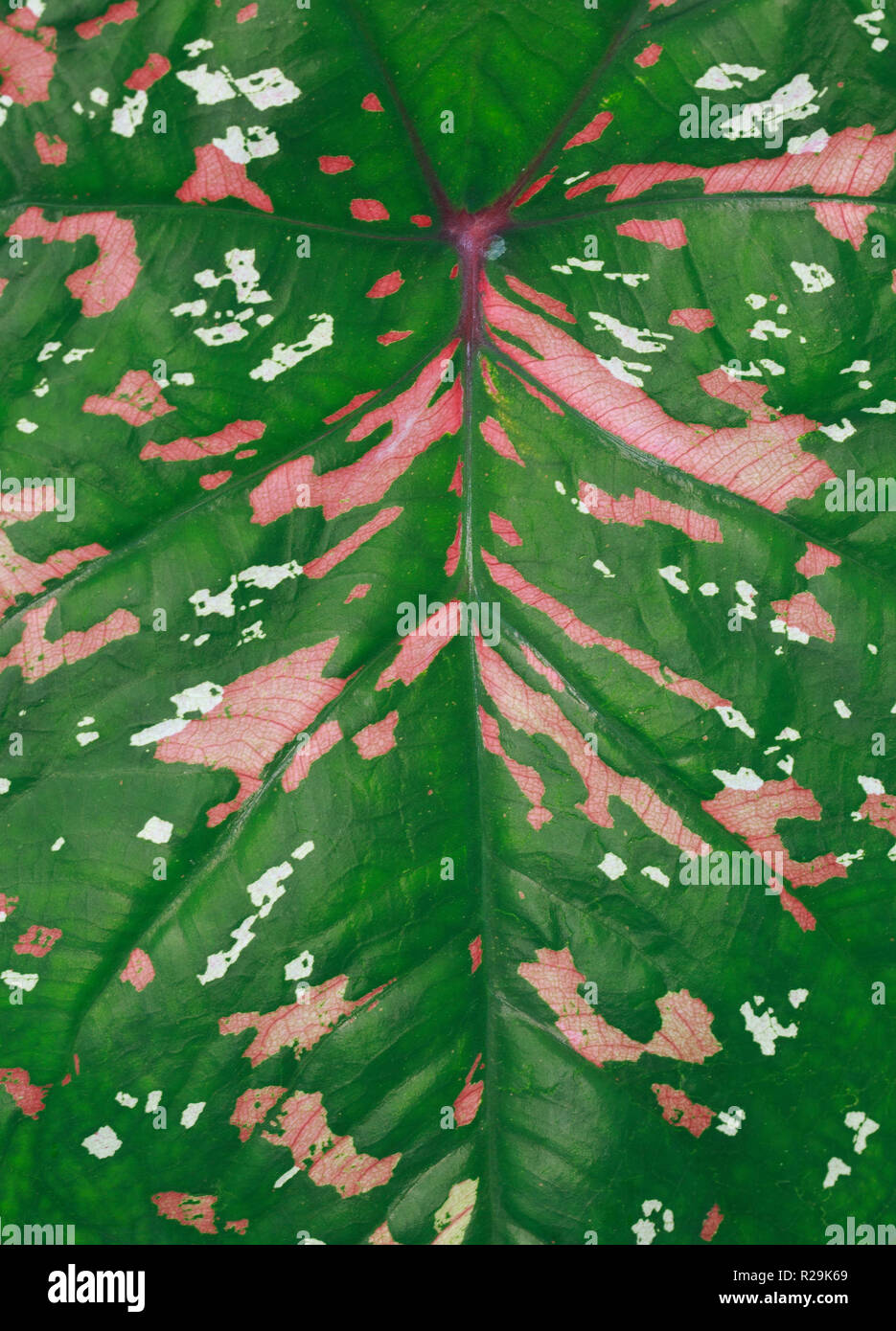 Caladium Leaf Banque d'image et photos - Alamy
