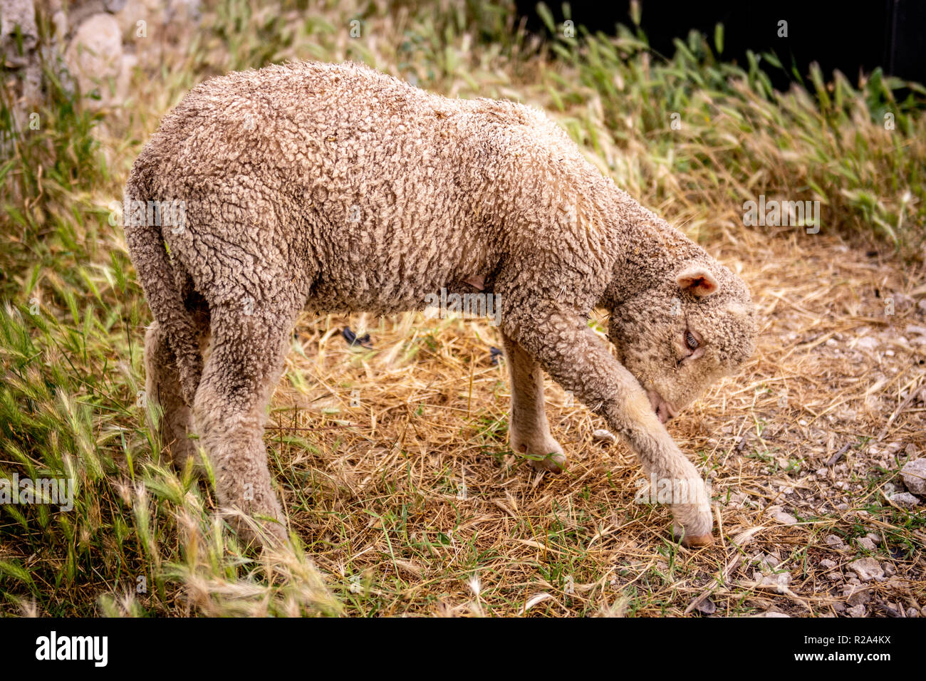 Mouton mérinos rambouillet Banque de photographies et d’images à haute ...