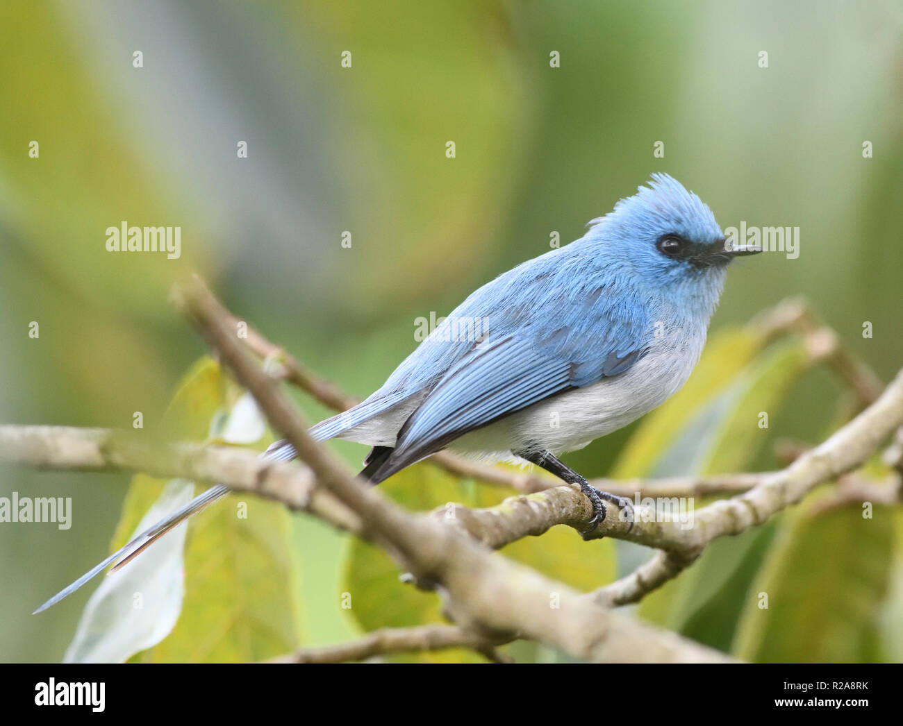 Elminia longicauda Banque de photographies et d’images à haute ...