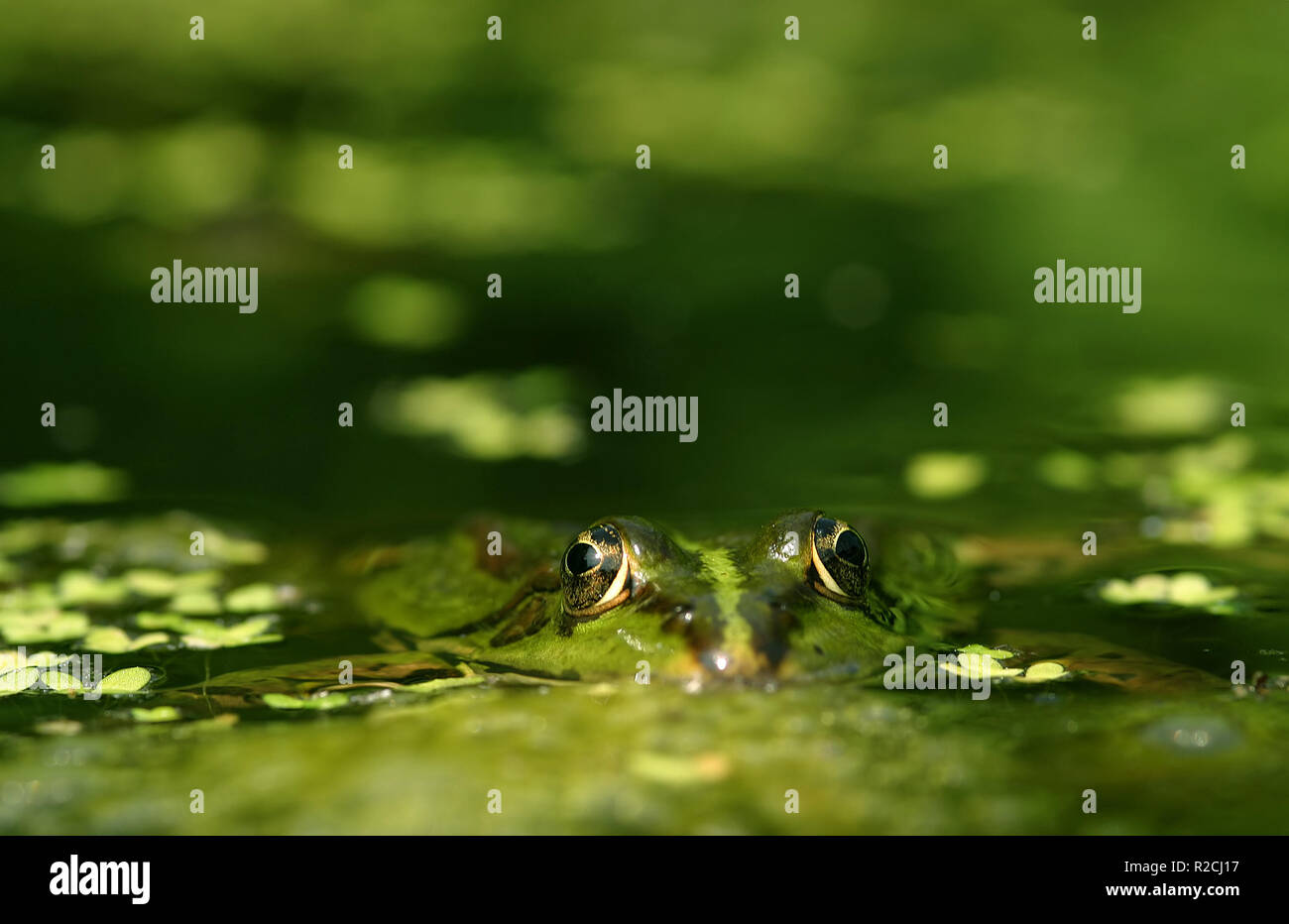 Grenouille perspective Banque de photographies et d’images à haute ...