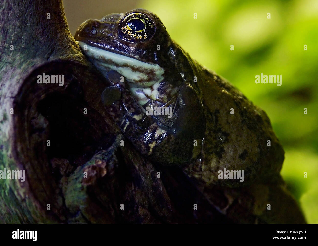 Grenouille perspective Banque de photographies et d’images à haute ...