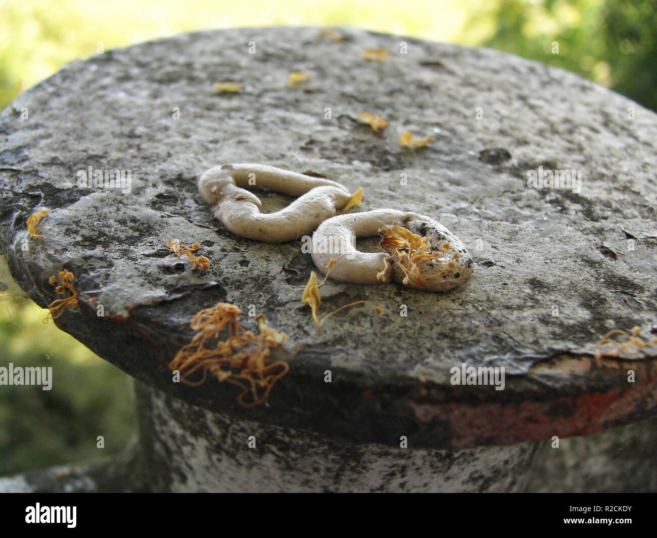 2 coeurs Banque de photographies et d’images à haute résolution - Alamy