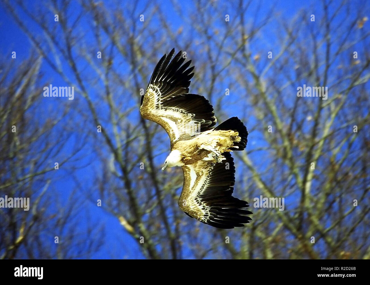 Vultures attack Banque de photographies et d’images à haute résolution ...
