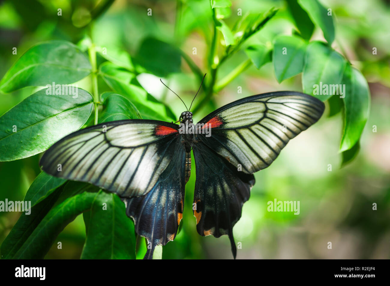 Papillon de la famille des papillons de chevalier Banque de ...