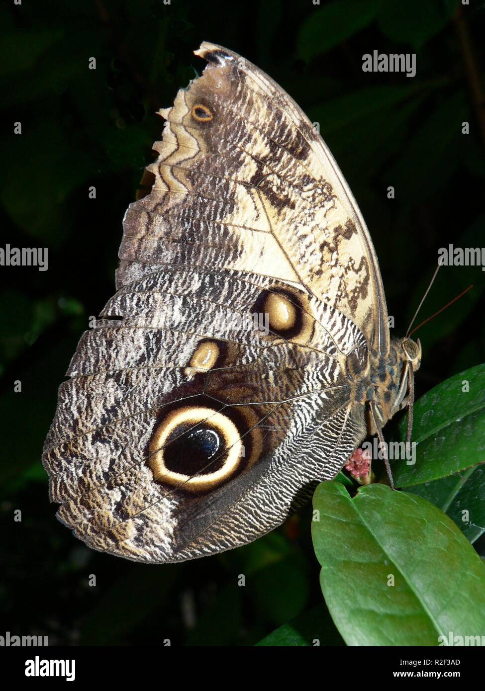 Papillon aile nymphe Banque de photographies et d’images à haute ...