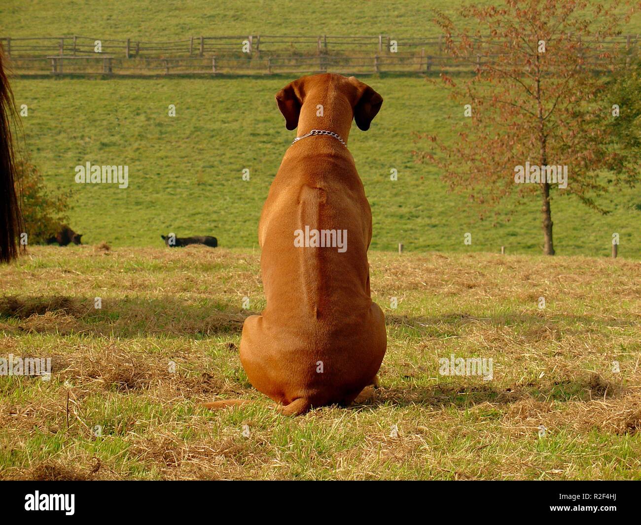 Jappement de chien Banque de photographies et d’images à haute ...