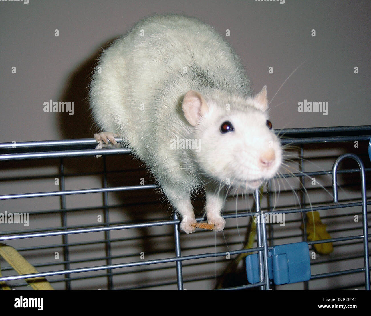 Je saute Banque de photographies et d’images à haute résolution - Alamy