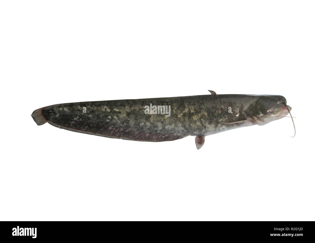 Poisson barbe Banque d'images détourées - Alamy