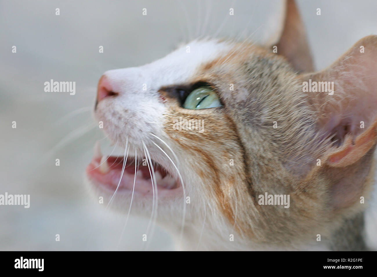 Wild cat crete greece Banque de photographies et d’images à haute ...
