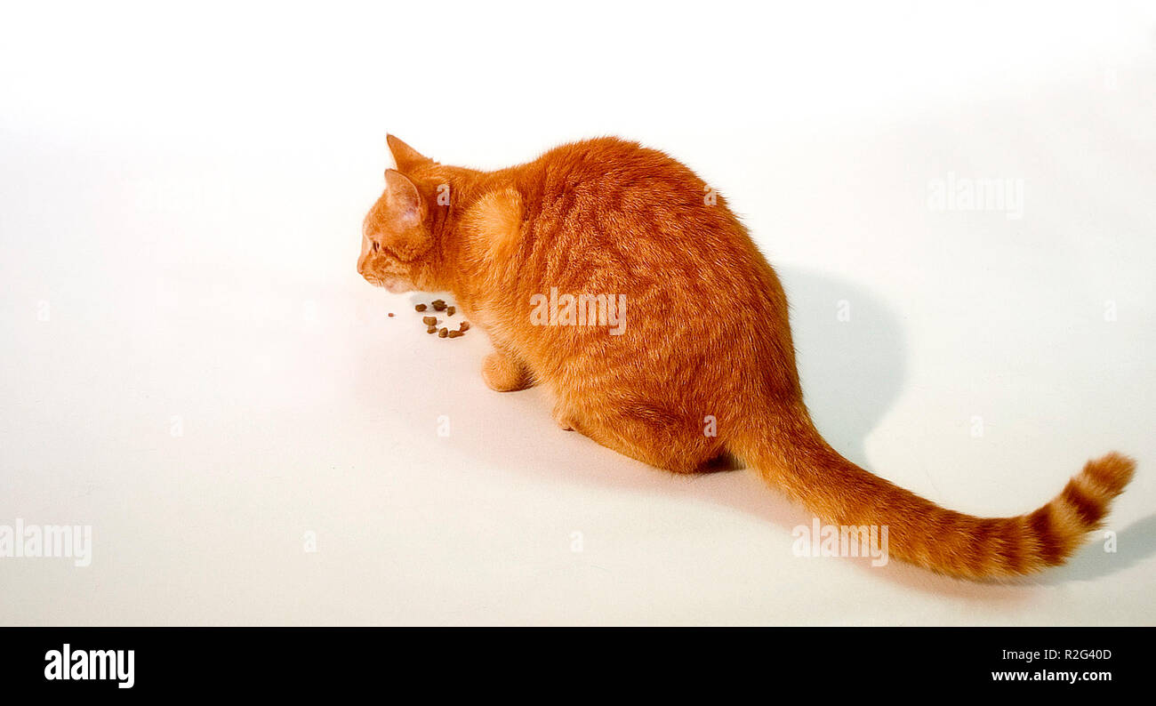 Cat mange Banque de photographies et d’images à haute résolution - Alamy