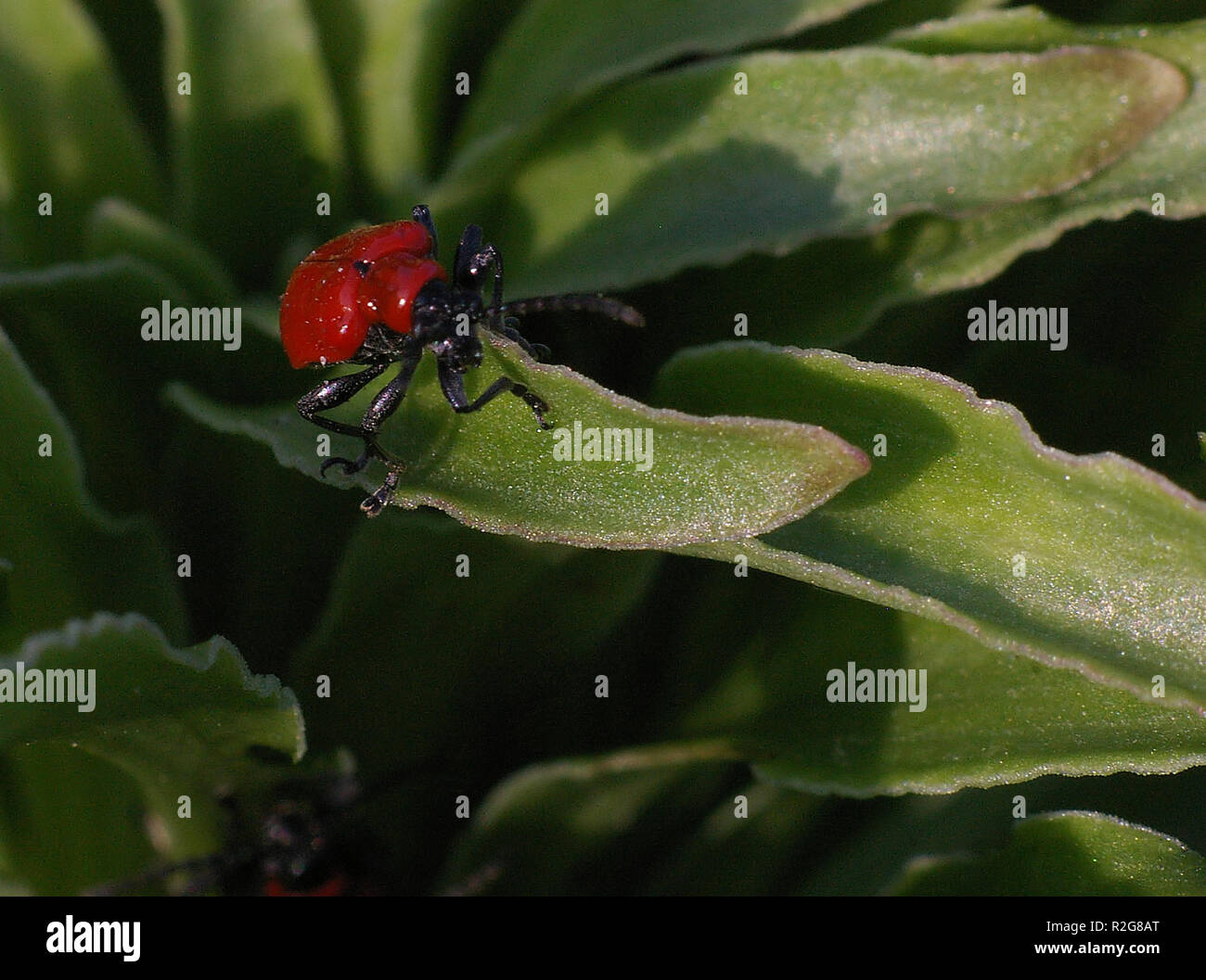 Pyrochroidae coccinea Banque de photographies et d’images à haute ...