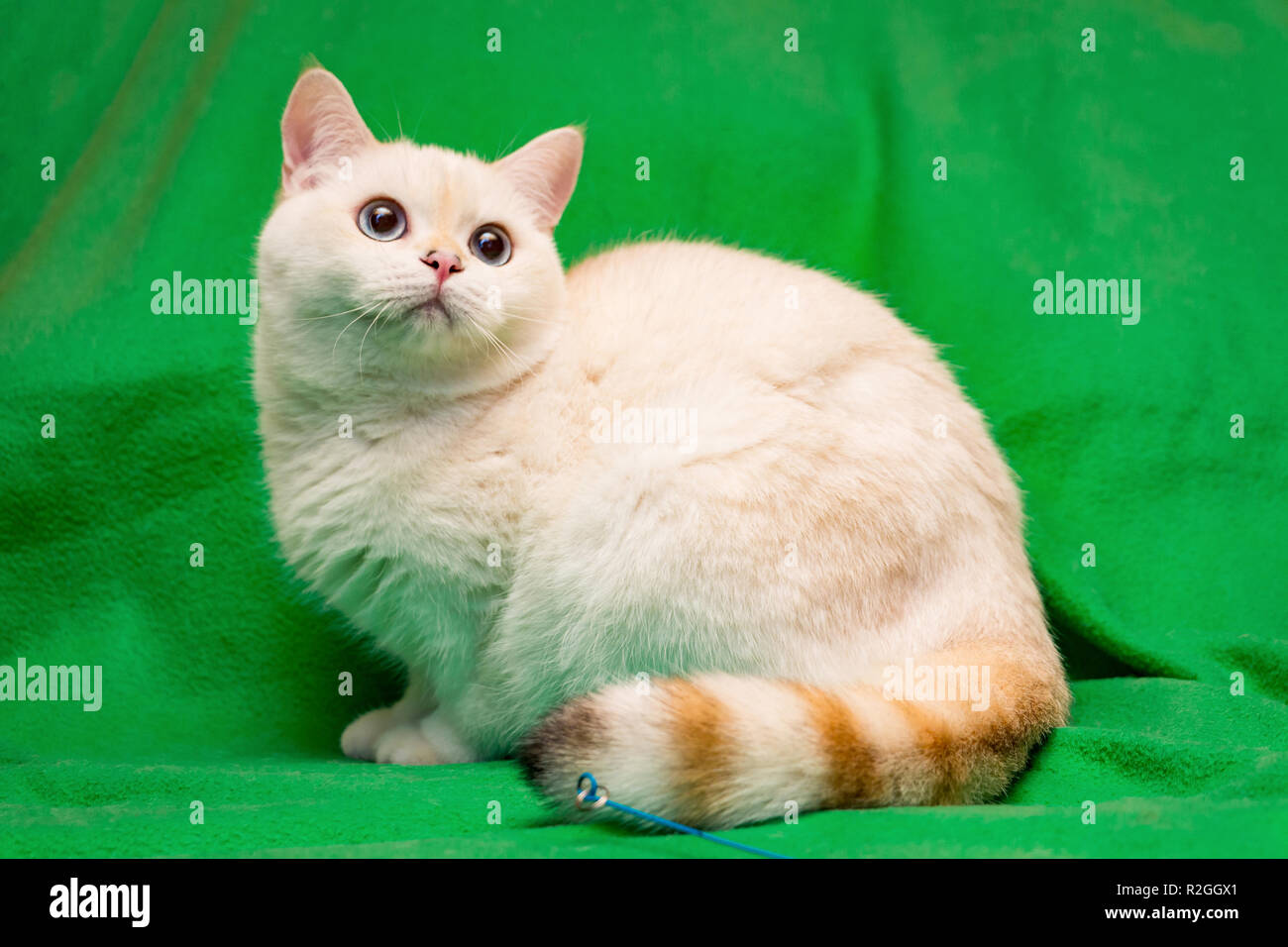 Golden colour point British chat avec des yeux bleus et une queue ...