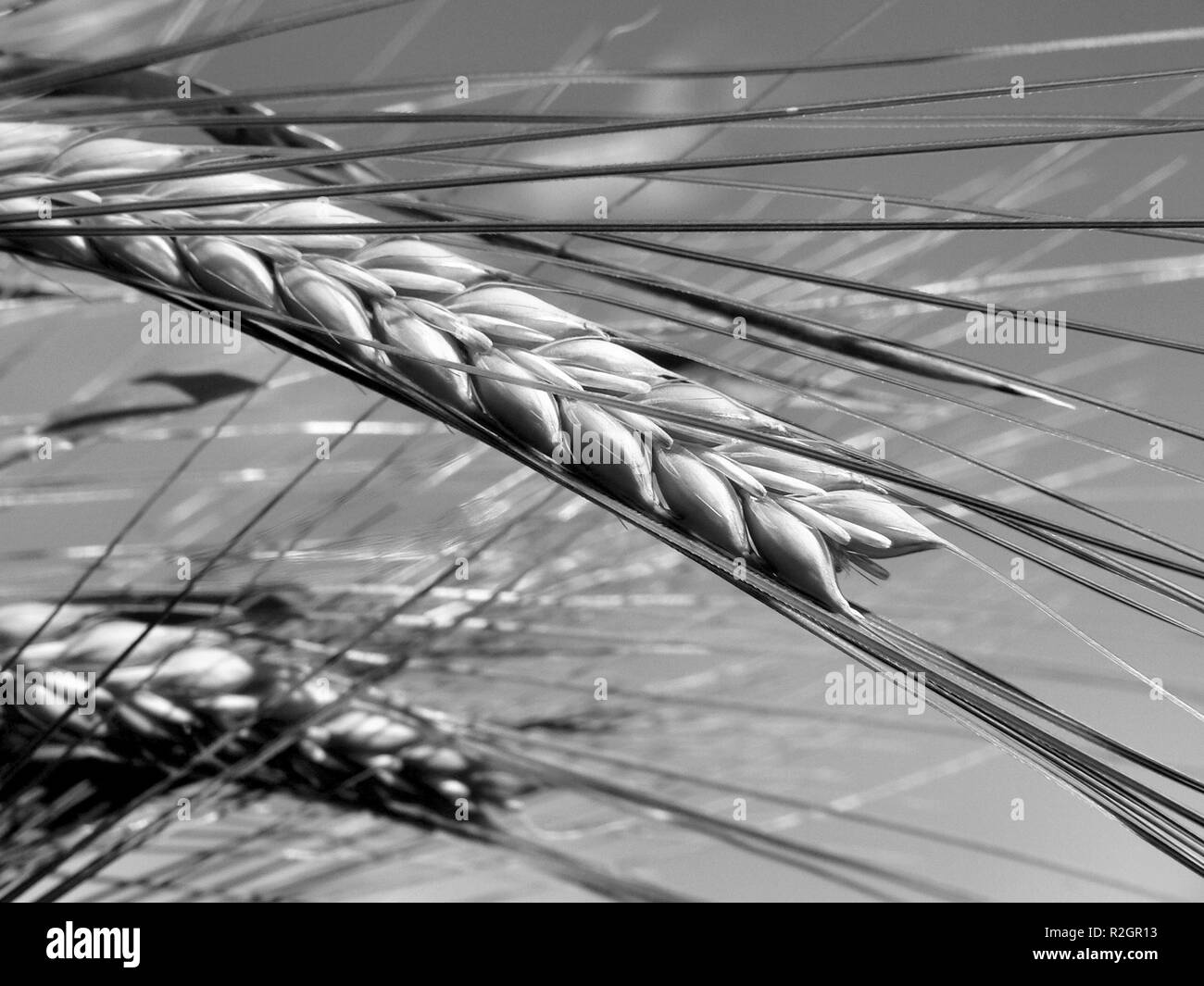 Aliments de base sains Banque d'images noir et blanc - Alamy