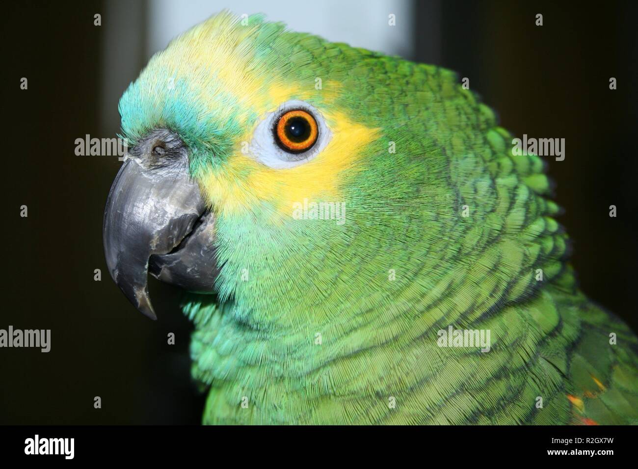 Amazon grey parrot Banque de photographies et d’images à haute ...