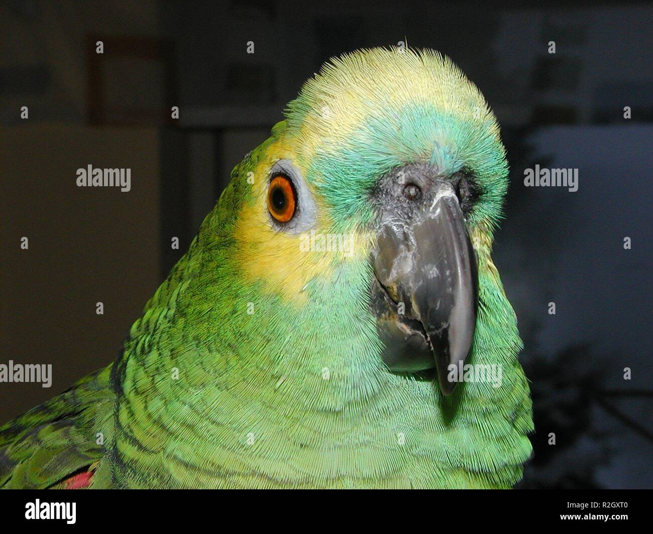 Amazon grey parrot Banque de photographies et d’images à haute ...