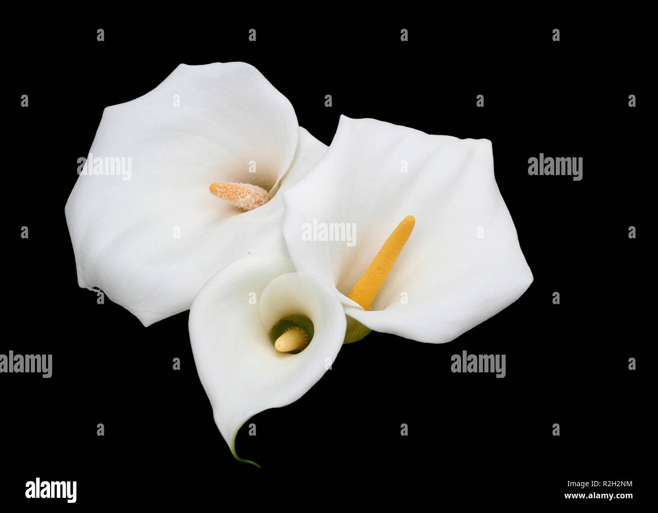 Fleurs en forme de calice Banque de photographies et d’images à haute ...