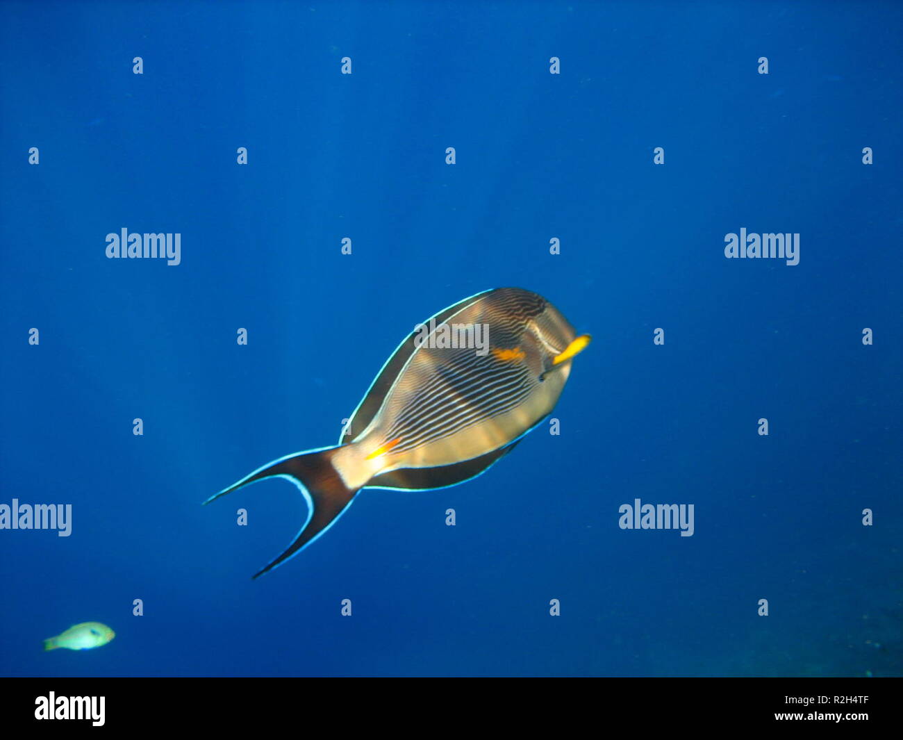 Poisson chirurgien de mer rouge Banque de photographies et d’images à ...