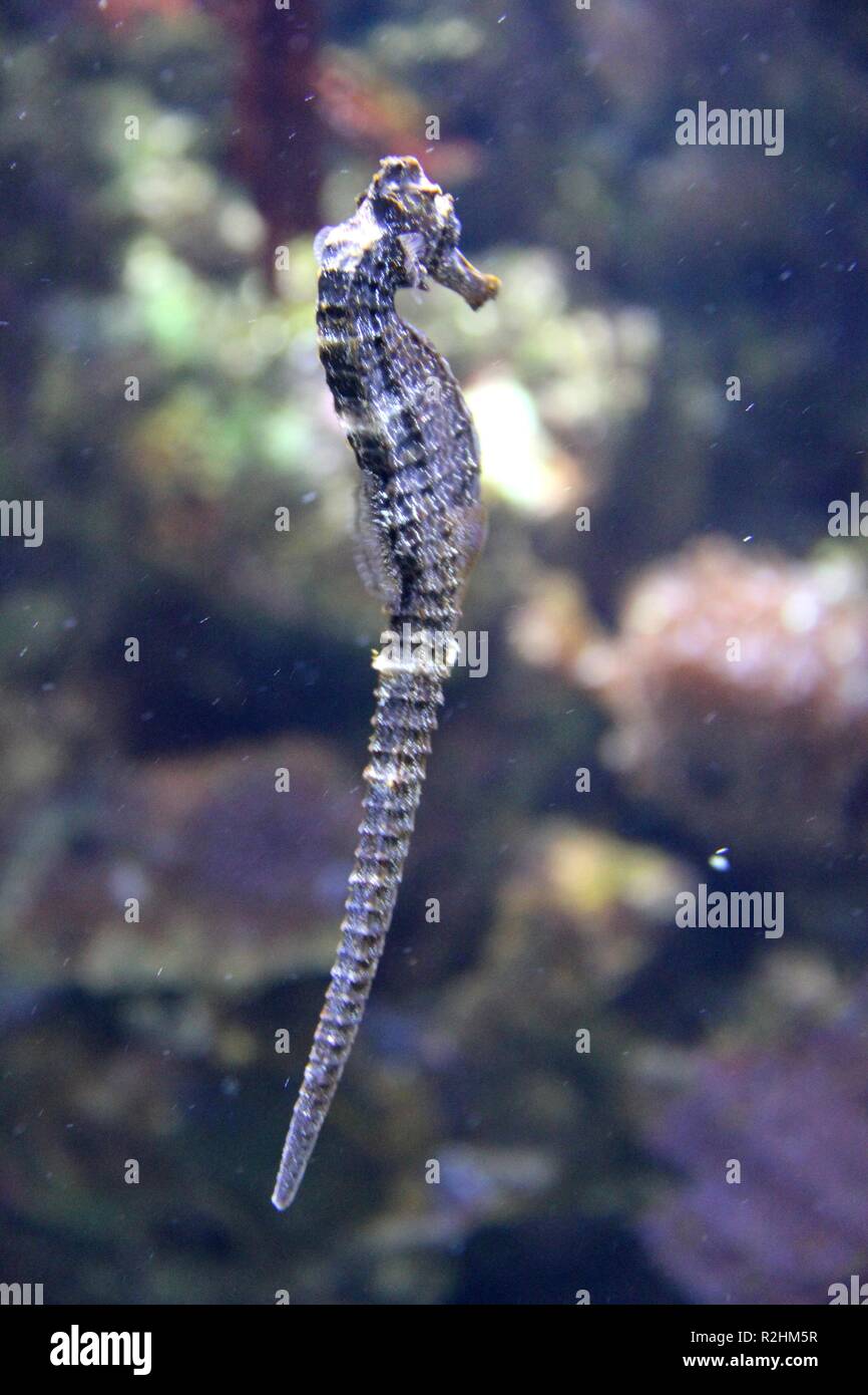 Poisson de cheval Banque de photographies et d’images à haute ...