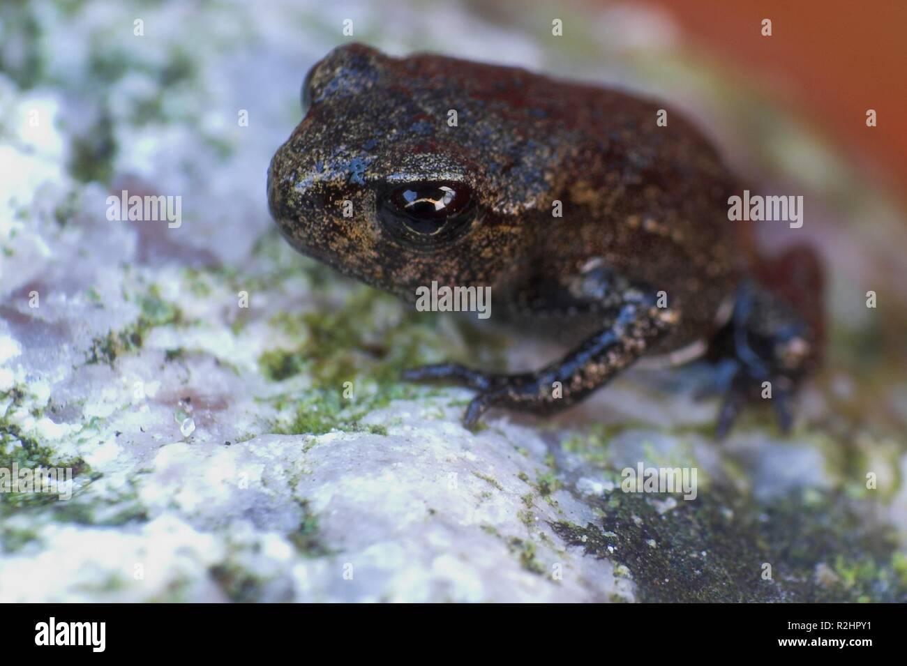 Je Saute Banque d'image et photos - Alamy