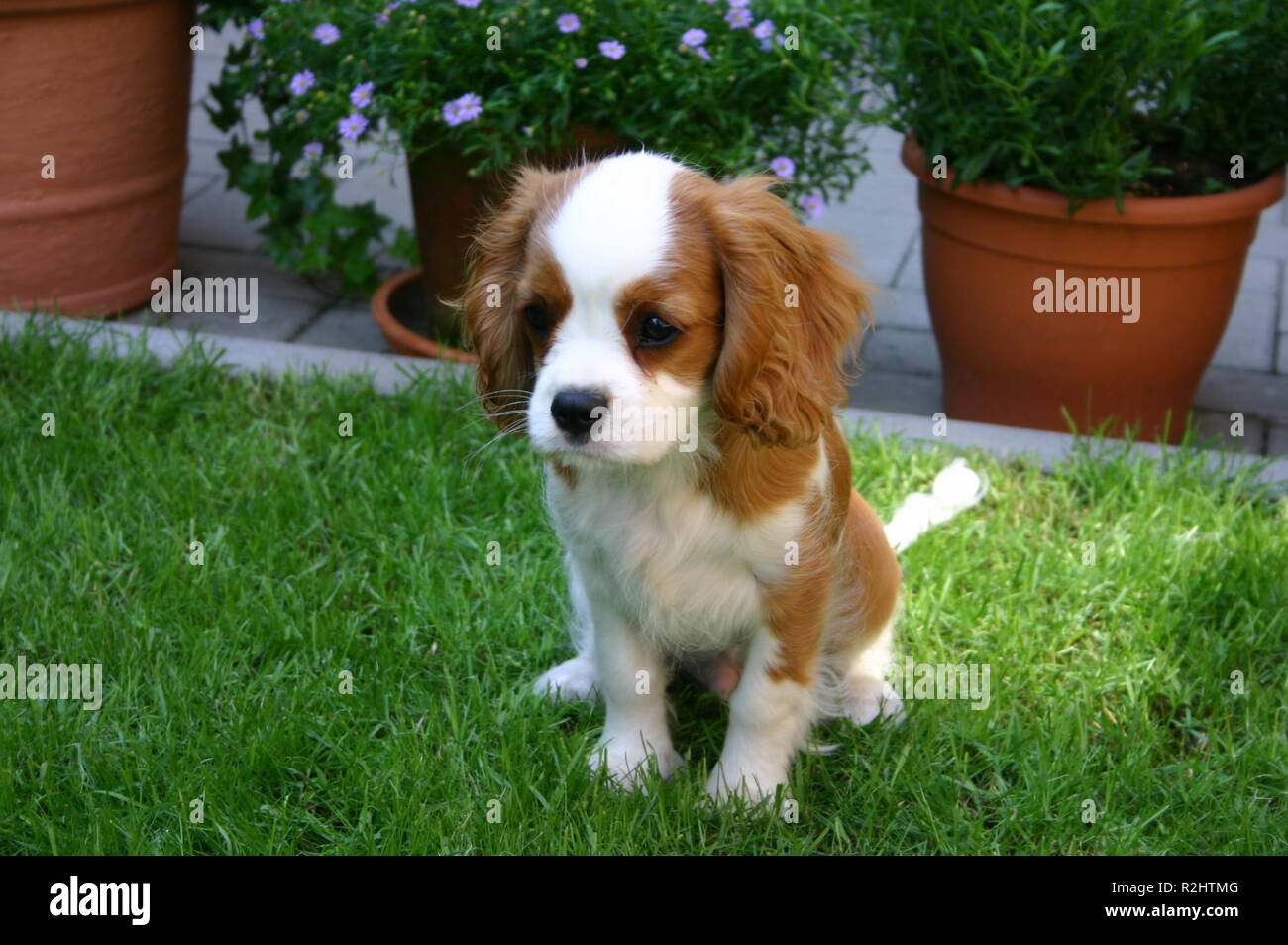 Roi osborne Banque de photographies et d’images à haute résolution - Alamy