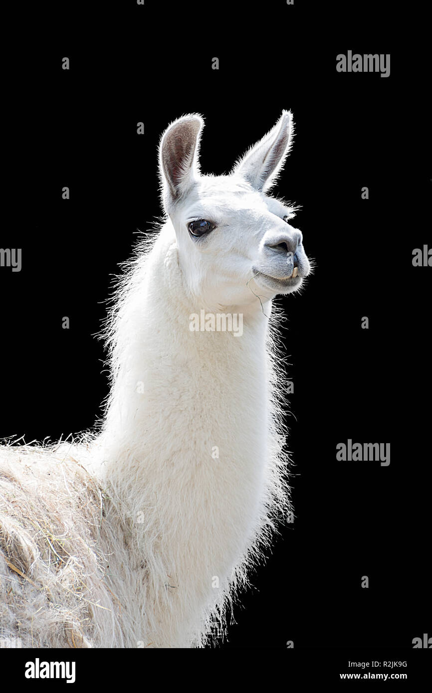 Lamas noirs Banque de photographies et d’images à haute résolution - Alamy