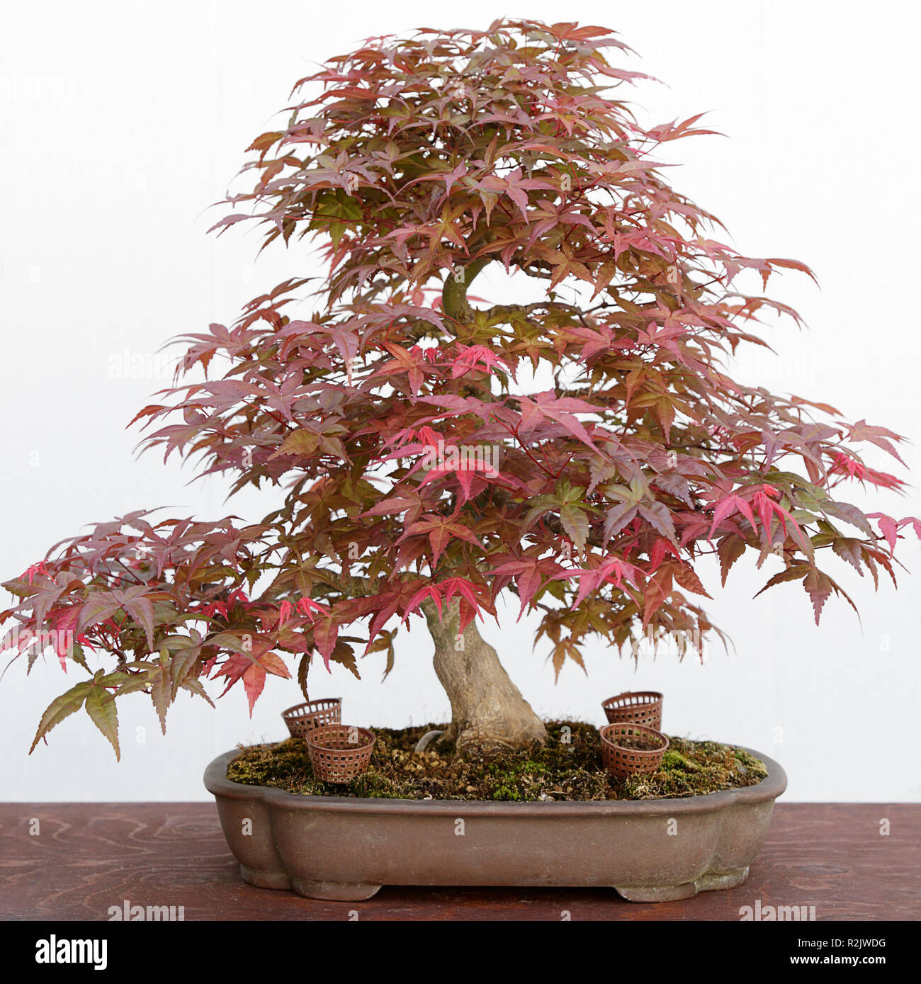Japanese maple acer palmatum bonsai Banque de photographies et d’images ...
