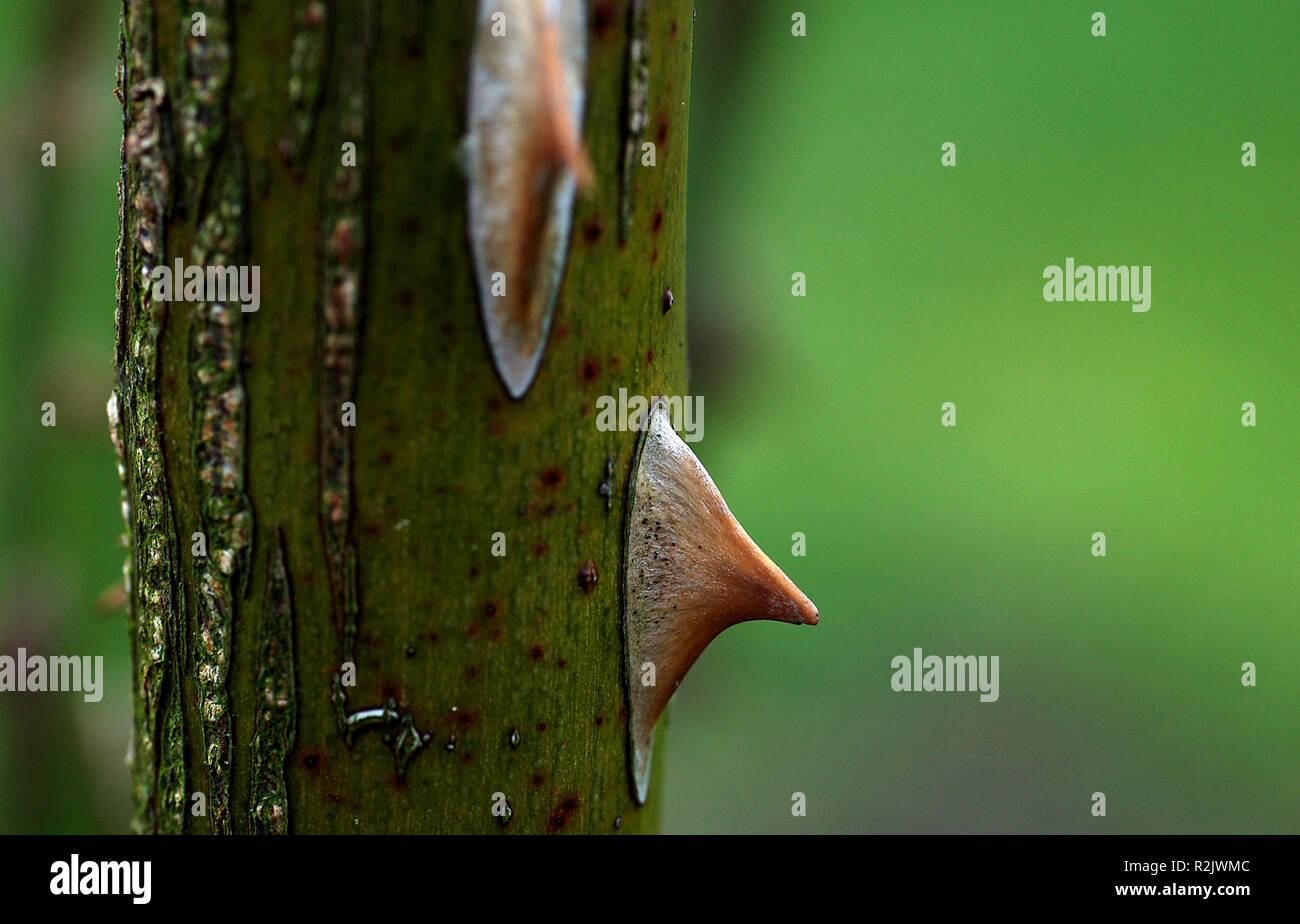 Épines de roses Banque de photographies et d’images à haute résolution ...
