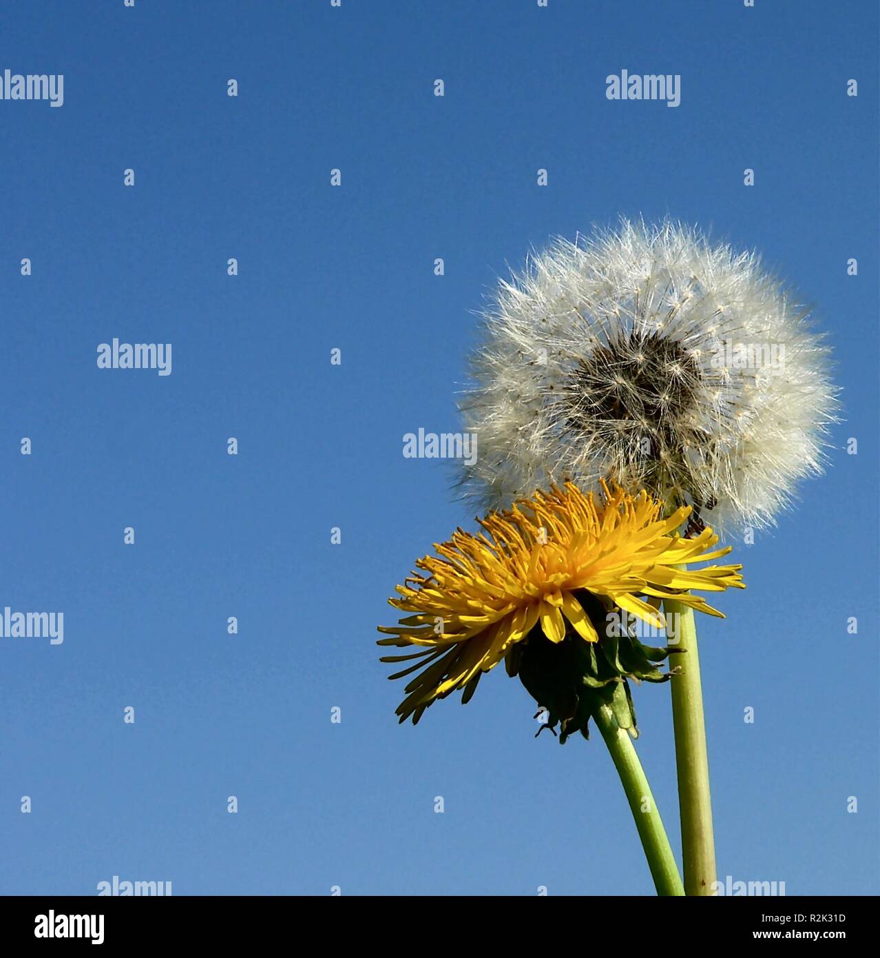 Dandelion transformation Banque de photographies et d’images à haute ...