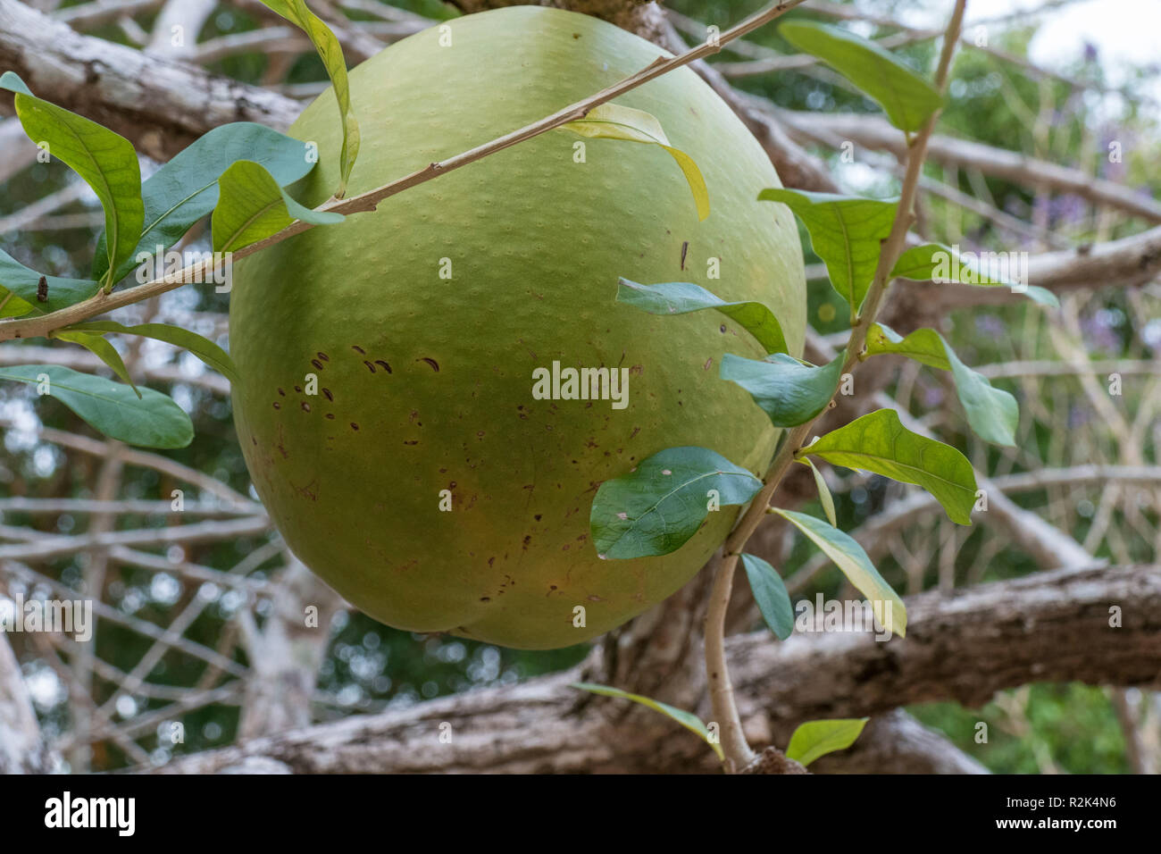 Calabash tree Banque de photographies et d’images à haute résolution - Alamy