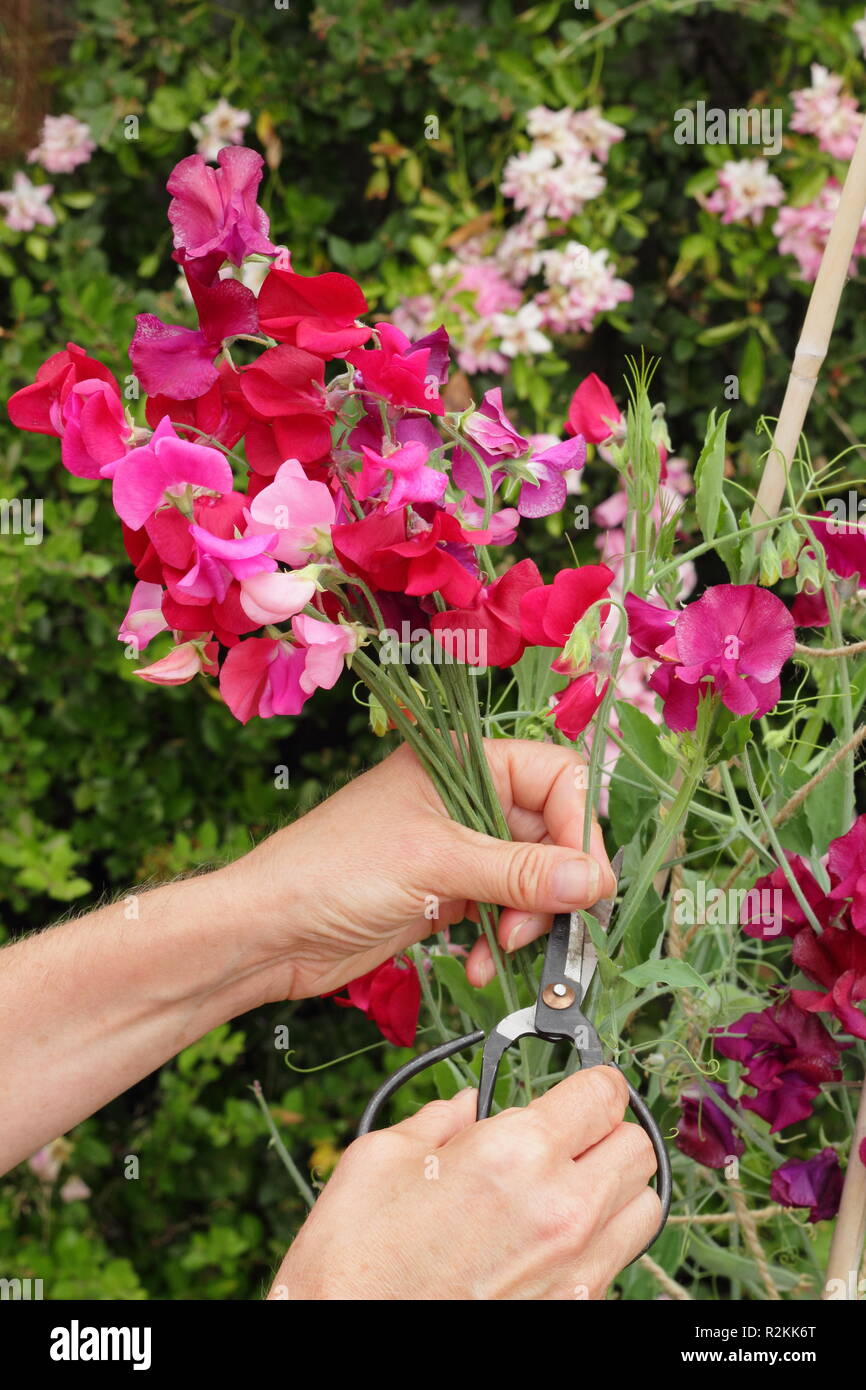Femme cueillant des fleurs Banque de photographies et d’images à haute ...