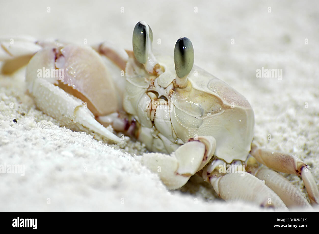 Cave crab Banque de photographies et d’images à haute résolution - Alamy