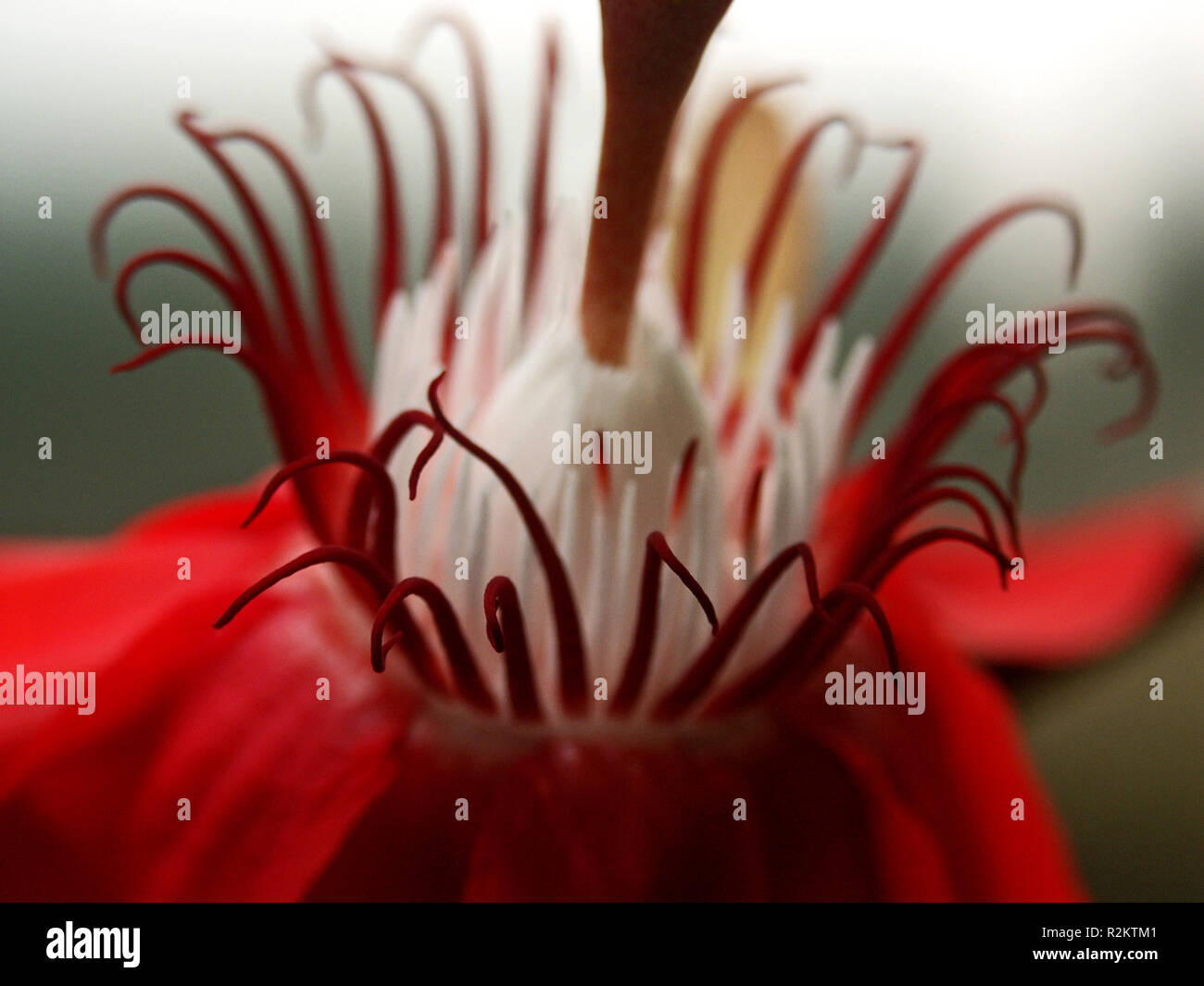 Rote passionsblume Banque de photographies et d’images à haute ...