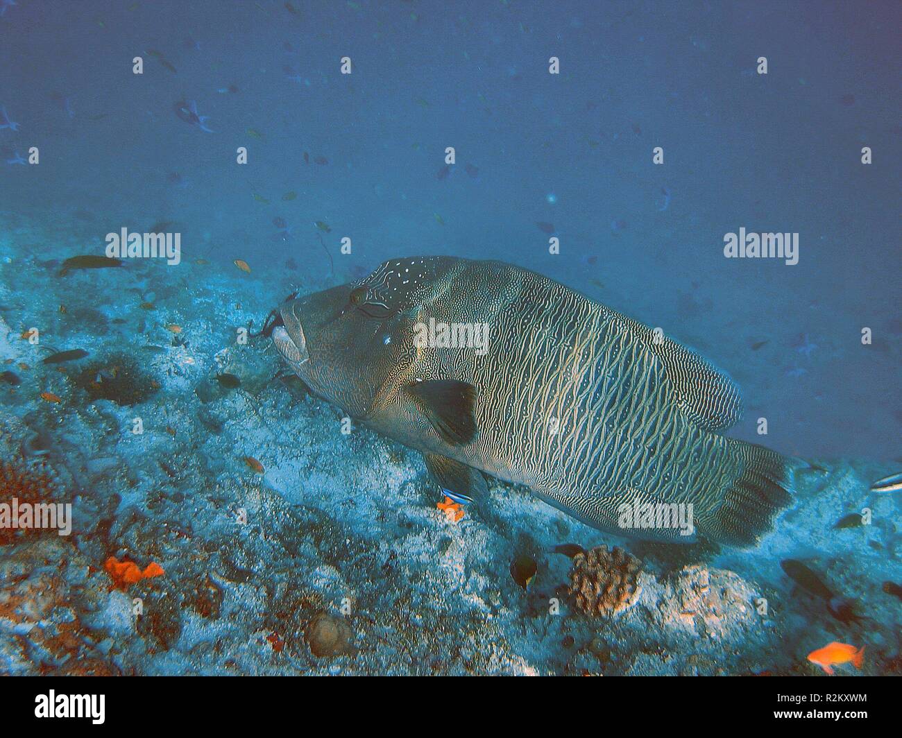 Napoleon de lippfisch Banque de photographies et d’images à haute ...