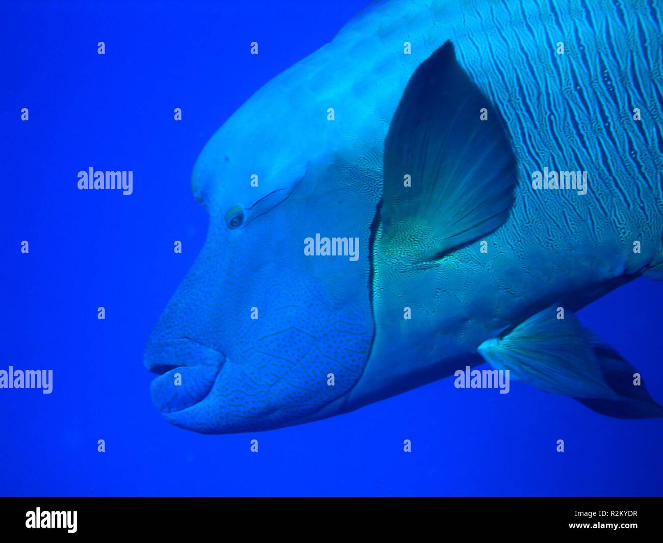 Napoleon wrasse maldives Banque de photographies et d’images à haute ...