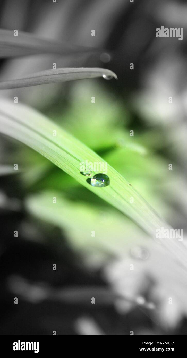 élixir de vie Banque de photographies et d’images à haute résolution ...