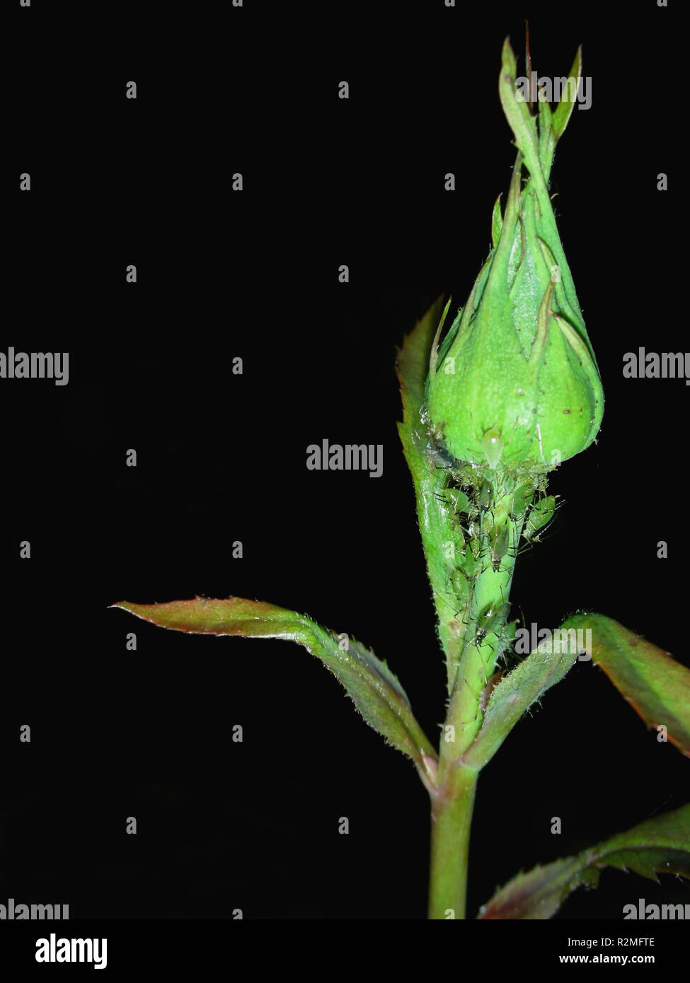 Pucerons roses Banque de photographies et d’images à haute résolution ...