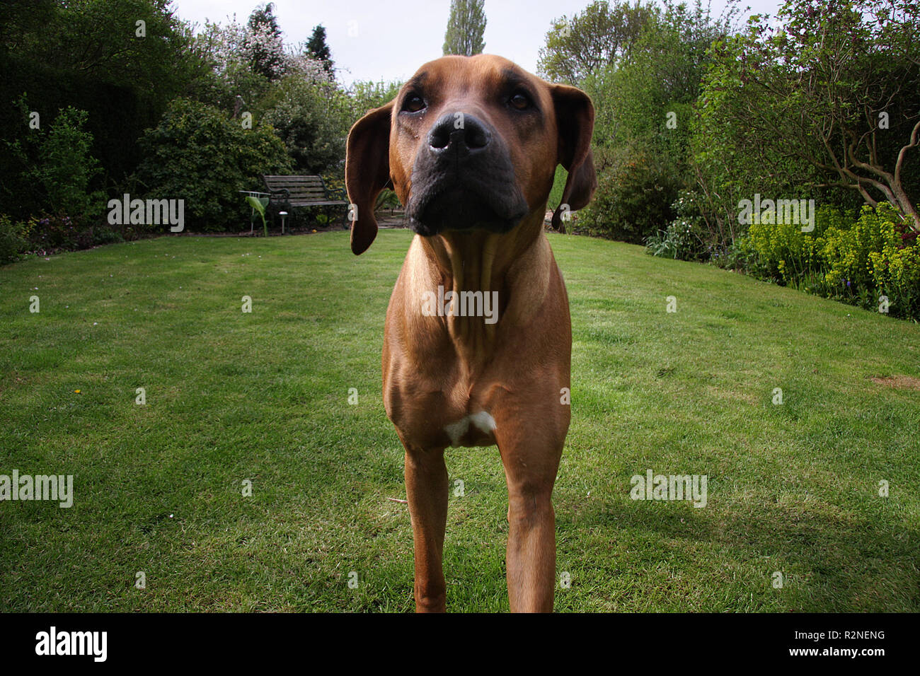 Chien rhodesian ridgeback Banque de photographies et d’images à haute ...