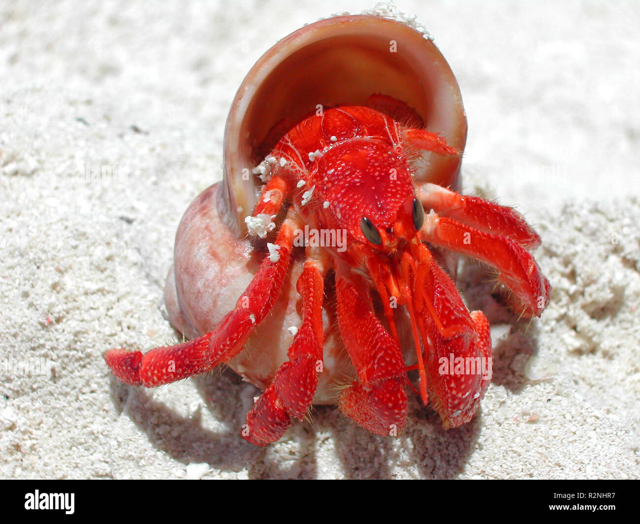 Crabe rouge ermite Banque de photographies et d’images à haute ...