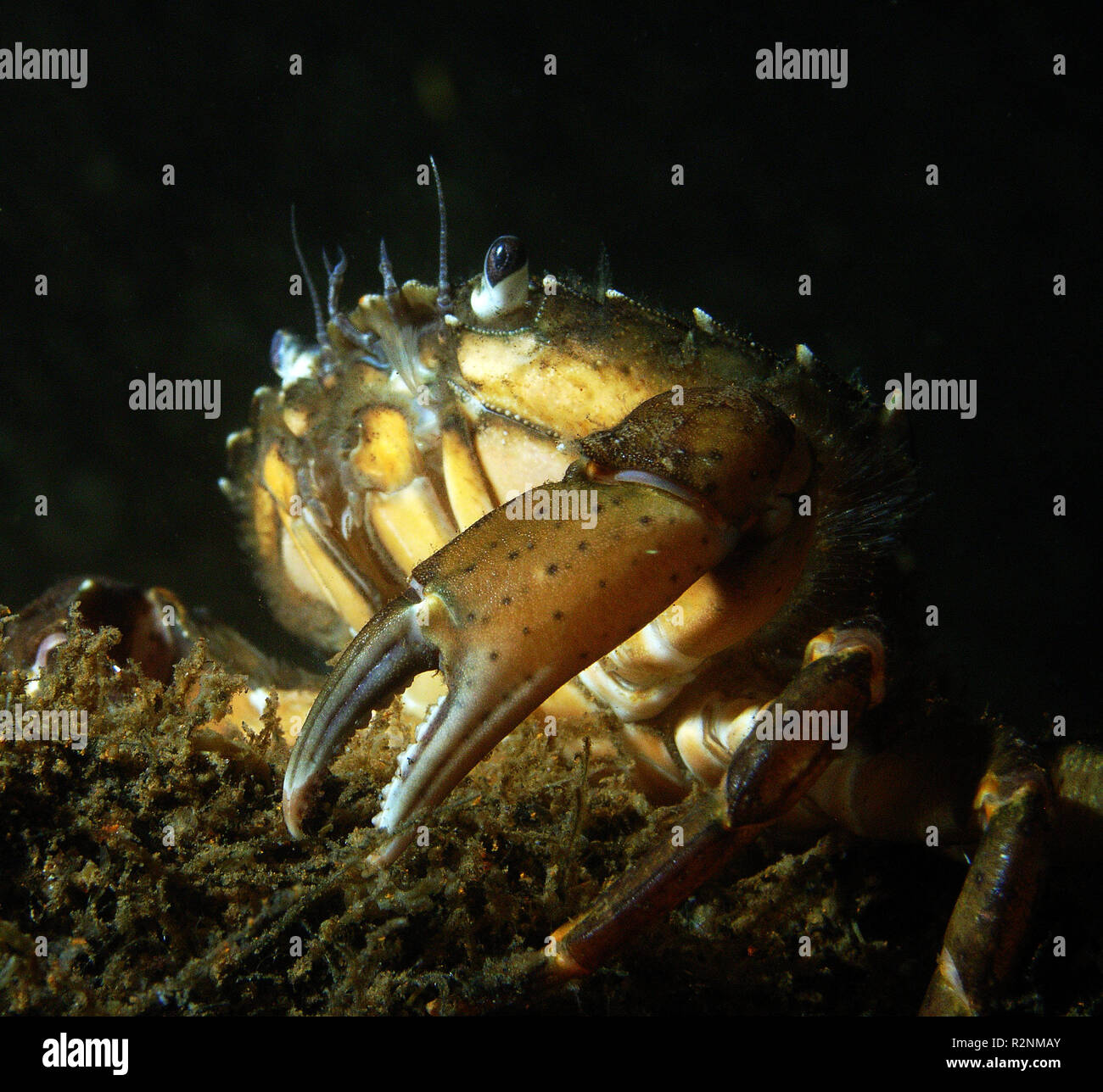 Crabe baltique Banque de photographies et d’images à haute résolution ...